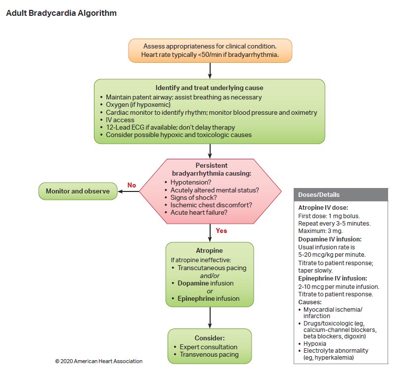 The CARE Course Home ACLS Bradycardia Algorithm 2020 The CARE